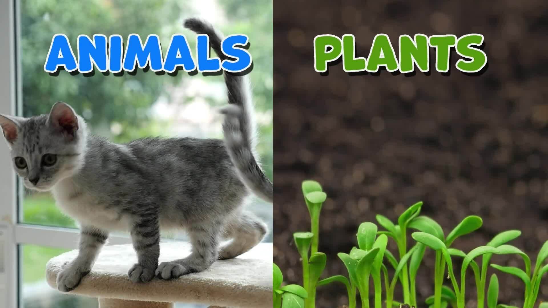 Interactive High Five Facts - Bacteria for kids on Kidzovo